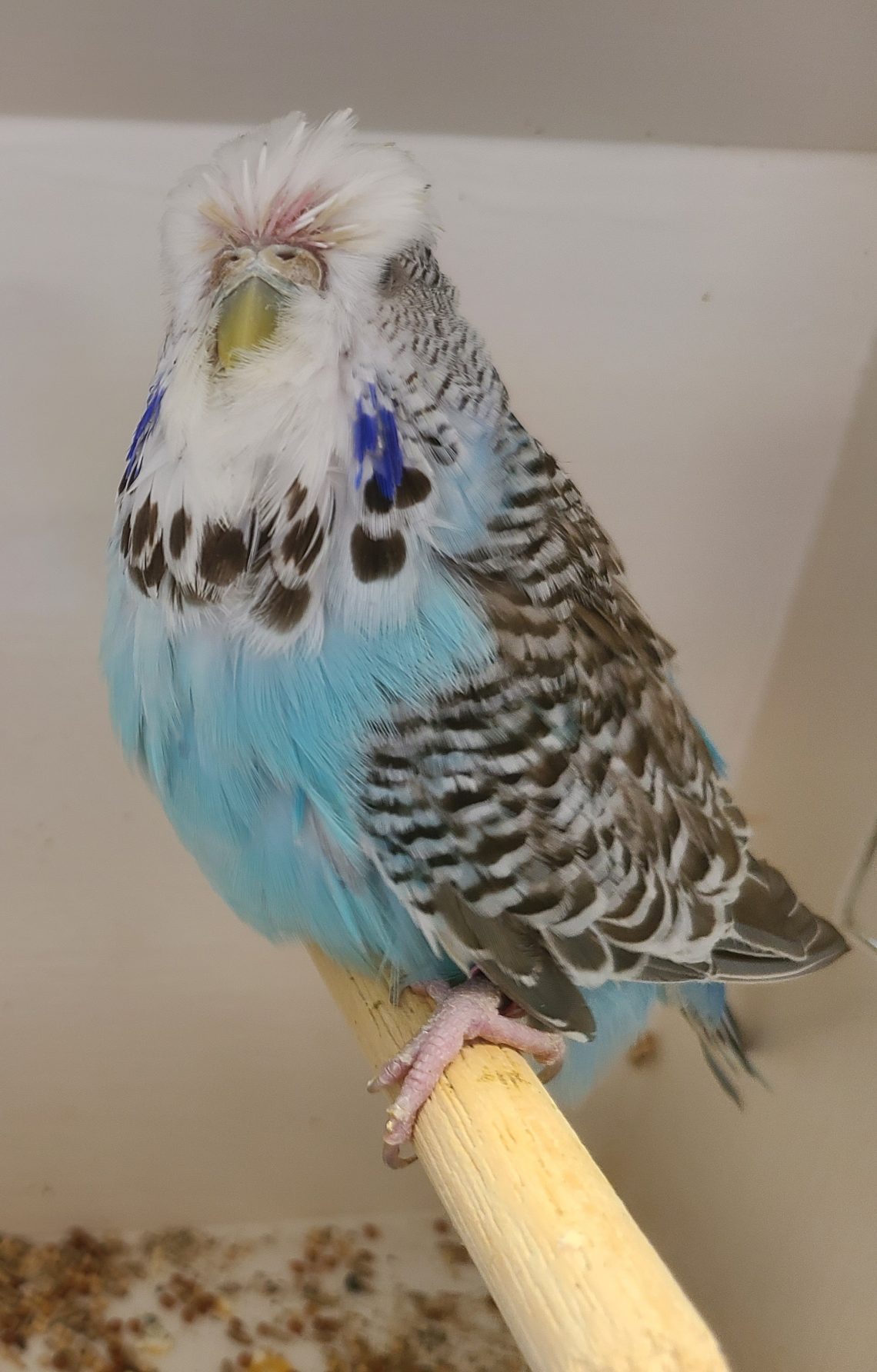 Exhibition Budgerigars for sale - Suffolk Exhibition Budgerigars