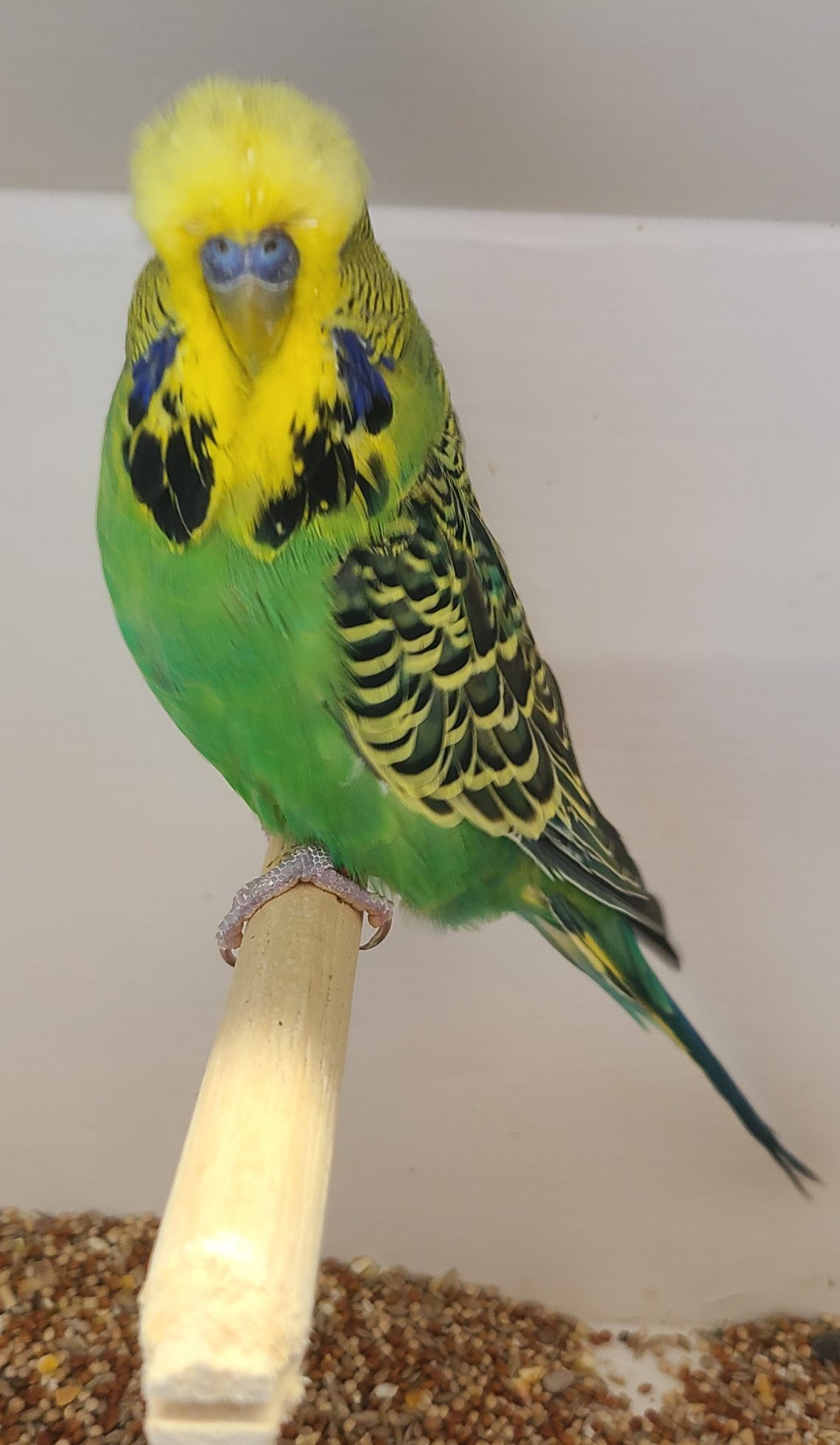 Exhibition Budgerigars for sale - Suffolk Exhibition Budgerigars